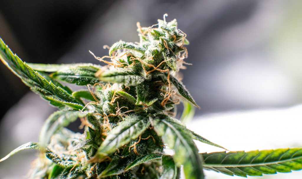 Clinical Endocannabinoid Deficiency Theory - Strainprint Technologies Inc.