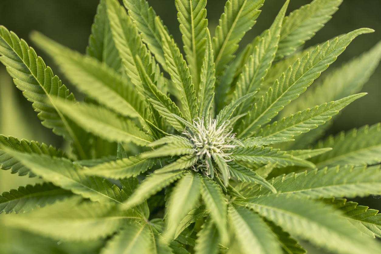 What Is Cannabis Sativa Strainprint Technologies Inc 