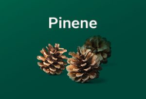 Understanding Terpenes: Pinene - Strainprint Technologies Inc.